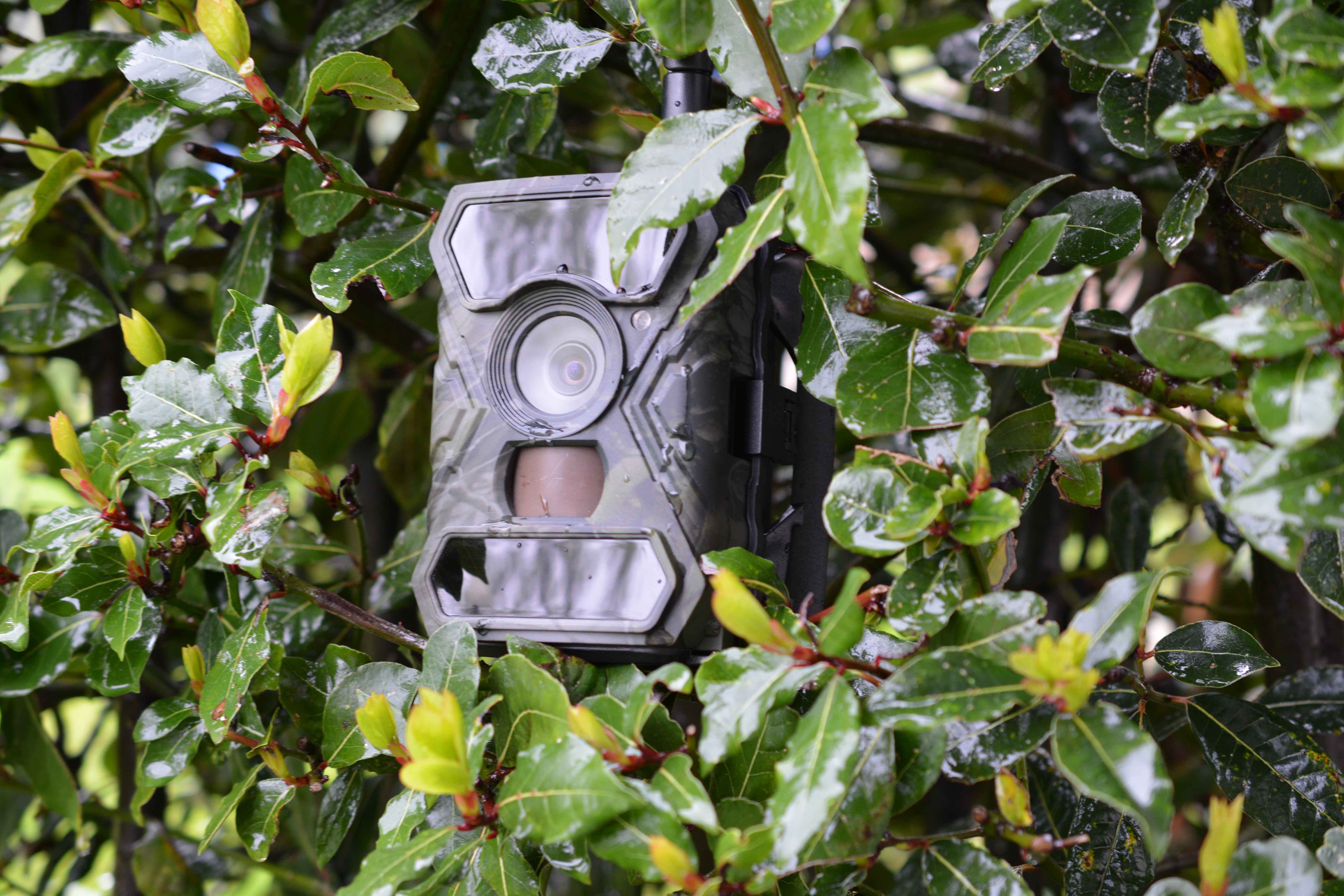 Telecamere mimetiche fototrappole per la campagna e la caccia | DSE fototrappole professionali 4G